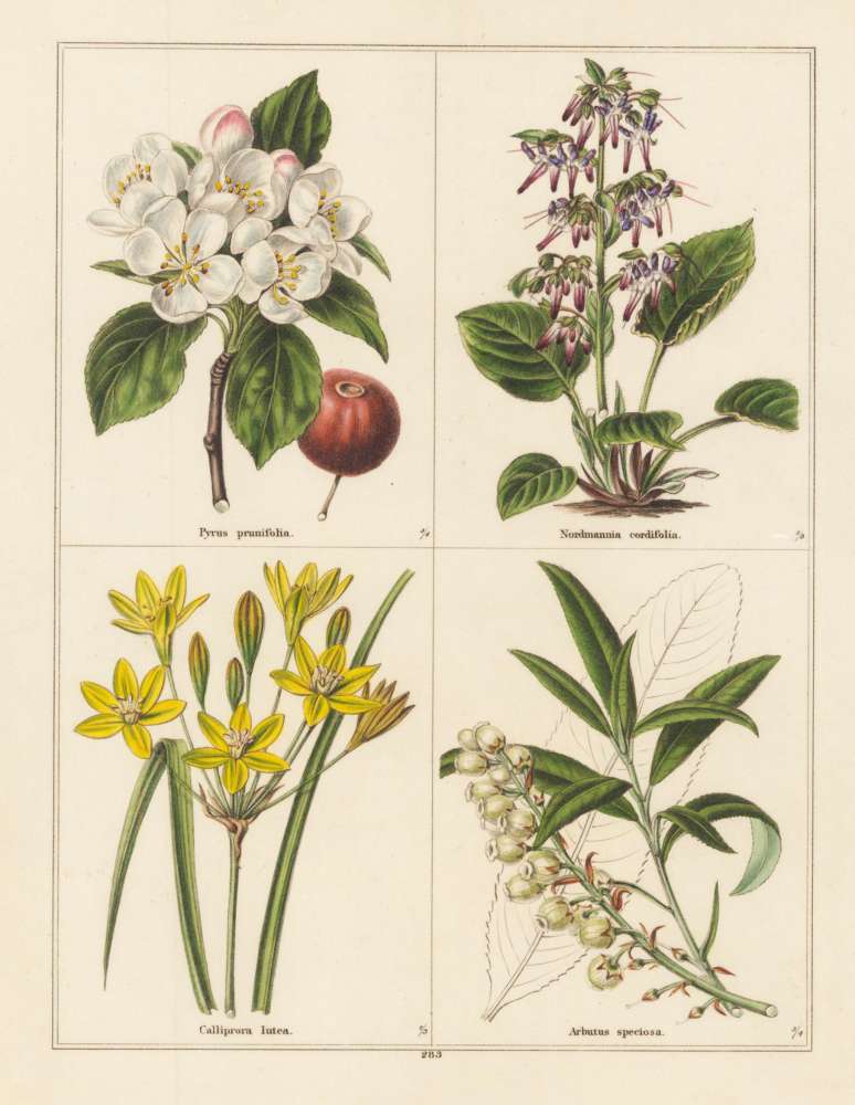 Botany & Natural History | Fine Prints & Drawings | Bergbook