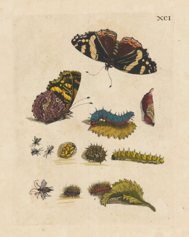 Insects of Europe | Bergbook