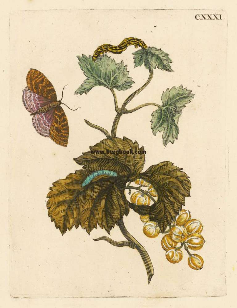 Insects of Europe | Bergbook