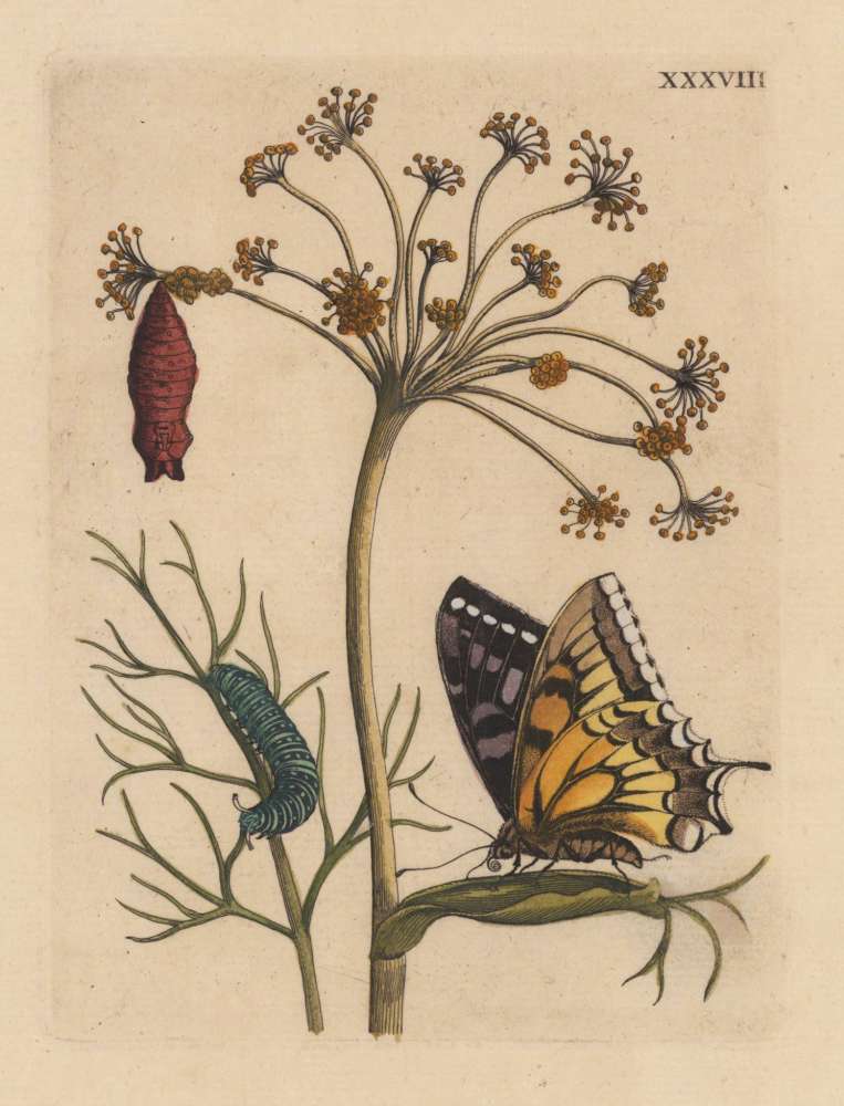 Botany & Natural History | Fine Prints & Drawings | Bergbook