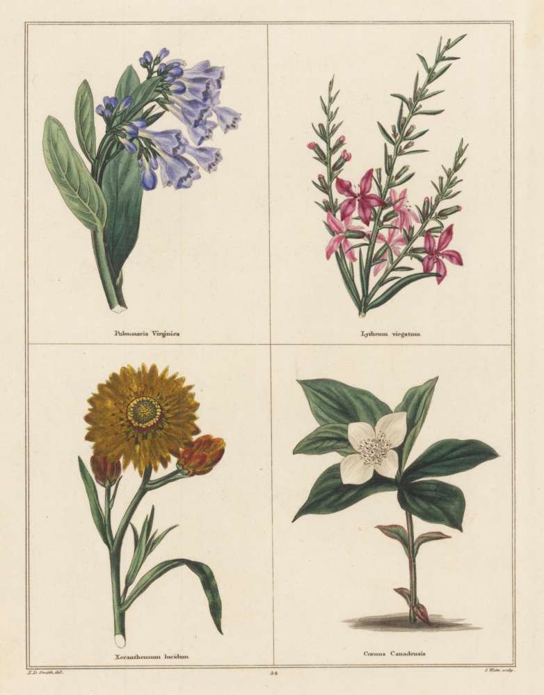 Flower Prints | Botany | Botany & Natural History | Fine Prints ...