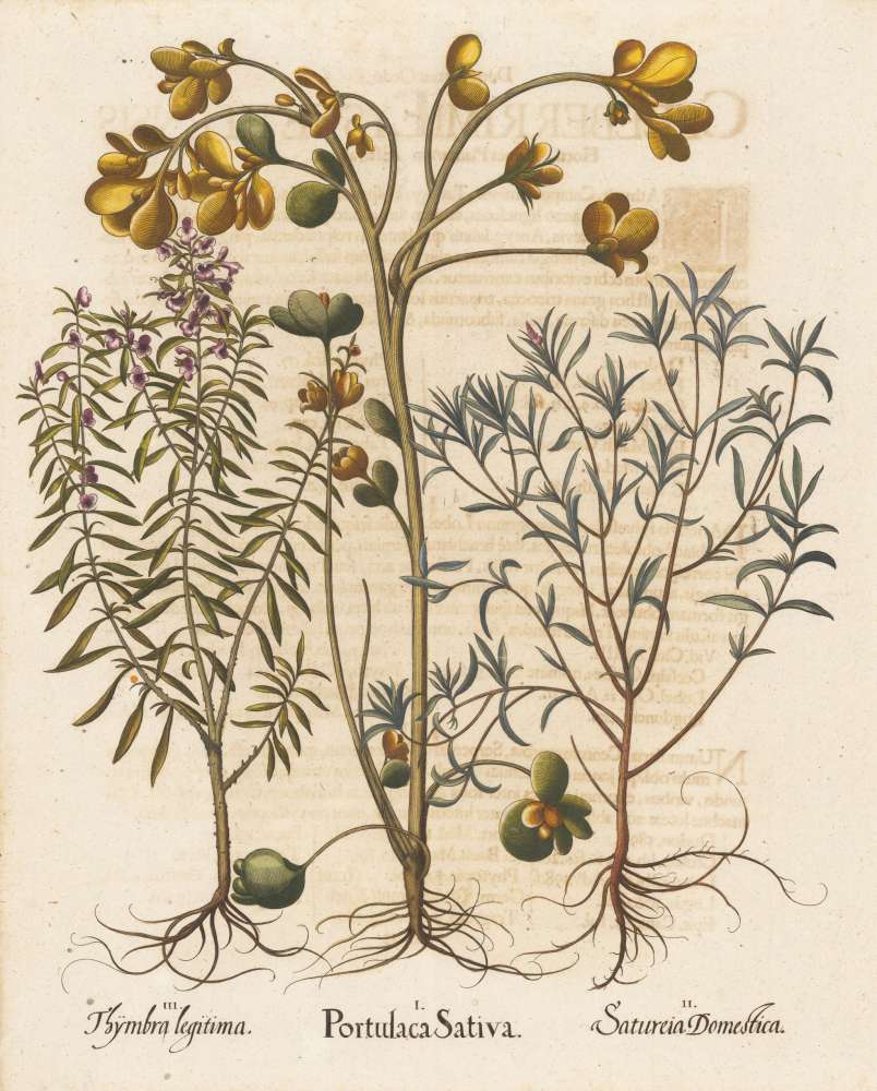 Botany & Natural History | Fine Prints & Drawings | Bergbook